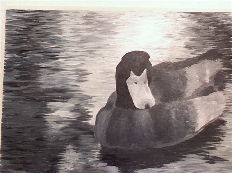 Black And White Duck By Andraj On Deviantart