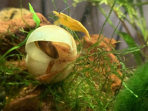 How Do You Know If A Snail Is Dead Snails 101