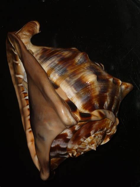 Cassis Tuberosa Sea Shell