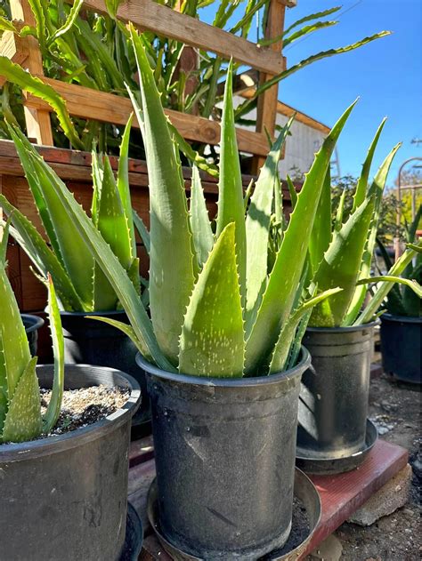 Aloe Vera Plants For Sale In San Mateo County California Facebook