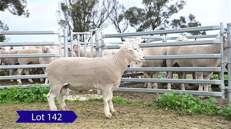 Lot 142 Youtube
