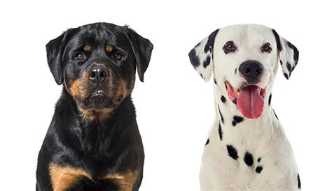 Dalmatian Rottweiler Mix