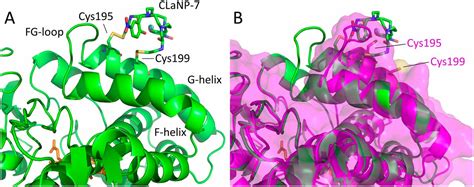 Delicate Conformational Balance Of The Redox Enzyme Cytochrome P450cam