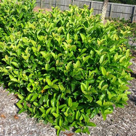 Viburnum Odoratissimum Divine Plants Online Shop