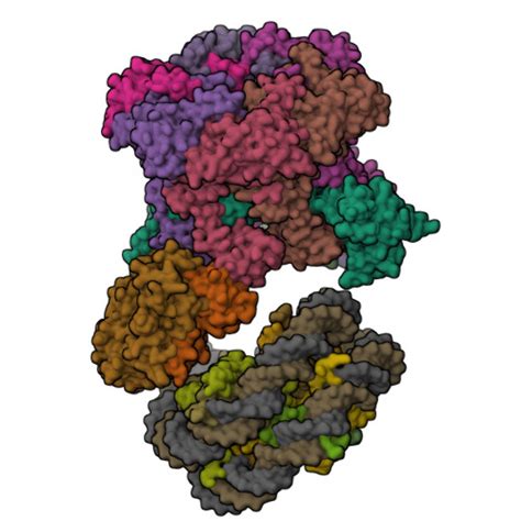 Rcsb Pdb 9caa Cryo Em Structure Of Human Srcap Nucleosome Complex In