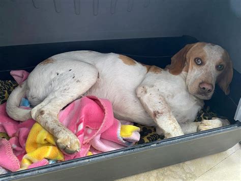 Hero Pointer Rescue Service