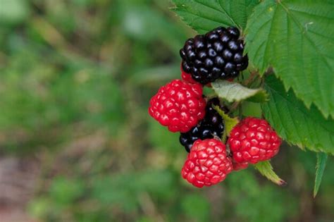 Premium Photo Loganberry