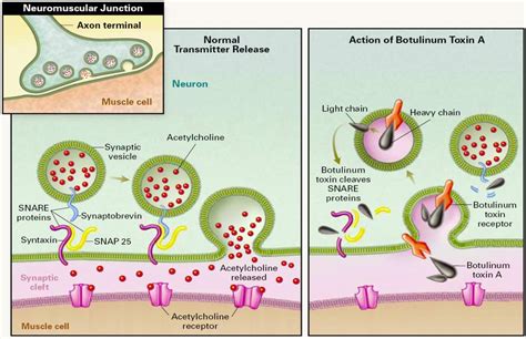 Botulism Science Of Healthy