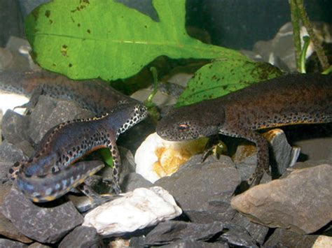 Breeding Alpine Newts Reptiles Magazine