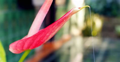 Foto Macro Bunga Yang Indah Di Taman Loveheaven07