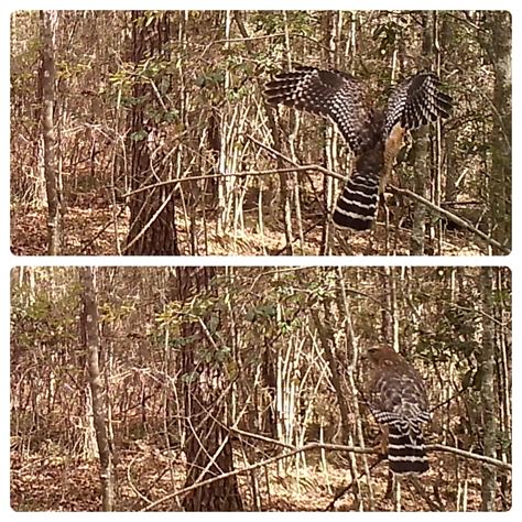 Hawk Identification R Birdsofprey