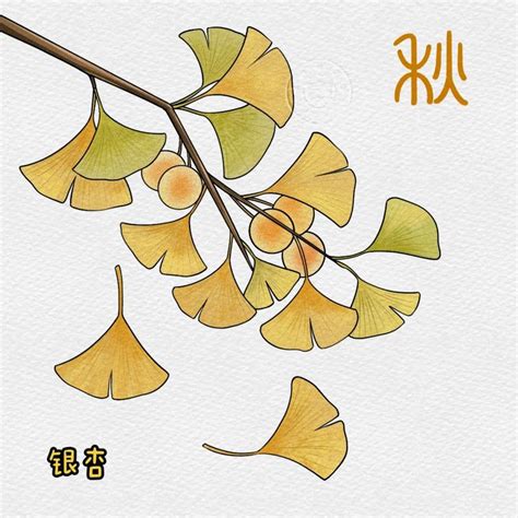 银杏树简笔画20张几塔之家