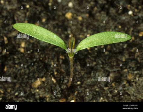 Black Bindweed Bilderdykia Convolvulus Seedling Cotyledons Only Stock