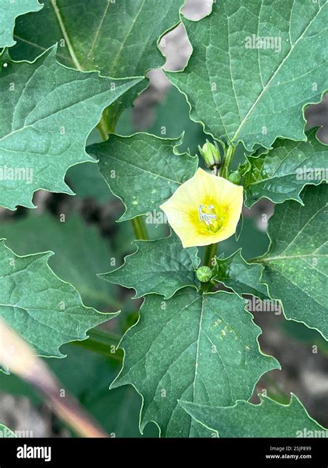 Cutleaf Groundcherry Physalis Angulata Plantae Florida Us Stock