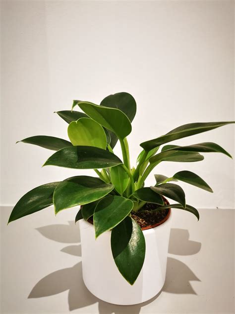 Philodendron Green Princess Houseplant The Planttrekkers De
