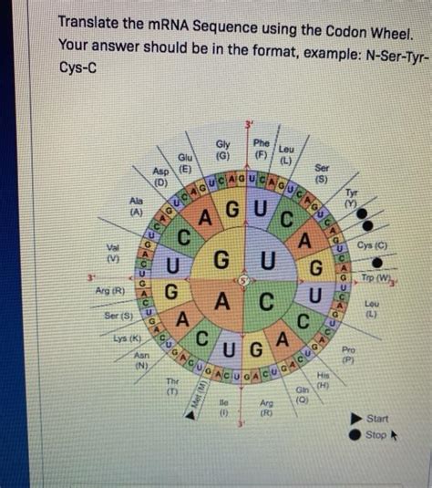 Solved Use The Codon Wheel To Translate The Mrna Sequence