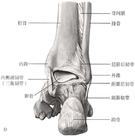 足踝关节解剖丨骨骼、关节、软组织 上海开为医药科技有限公司 创伤、肢体矫形技术解决方案的专业服务商