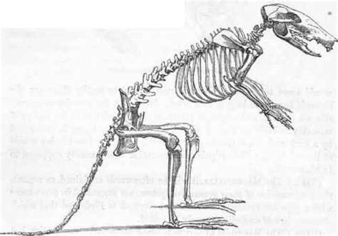 Kangaroo Feet Skeleton