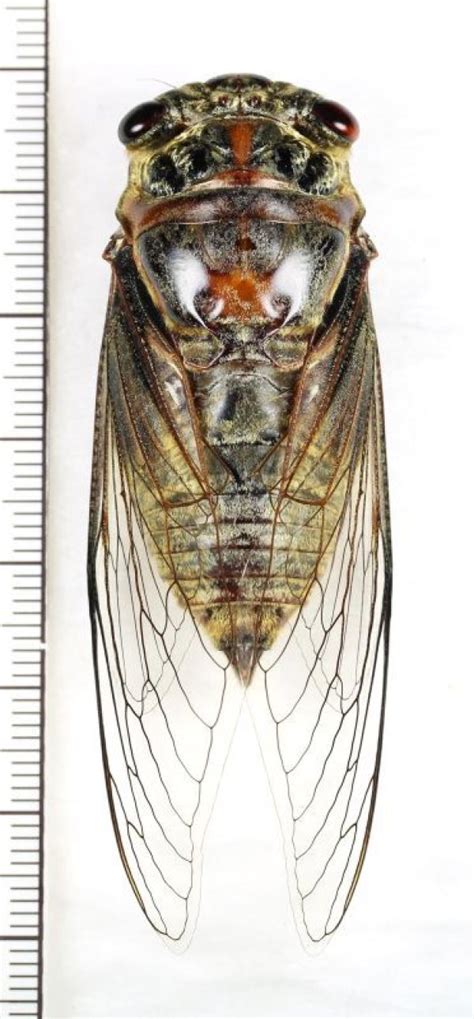 ヤエヤマクマゼミ 新鮮個体 ♂ 石垣島 Insect Islands 〜南の島の昆虫標本屋さん〜
