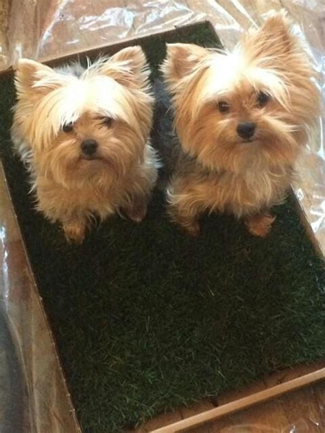 Fresh Patch Large Dog Grass Pee Pad Real Grass