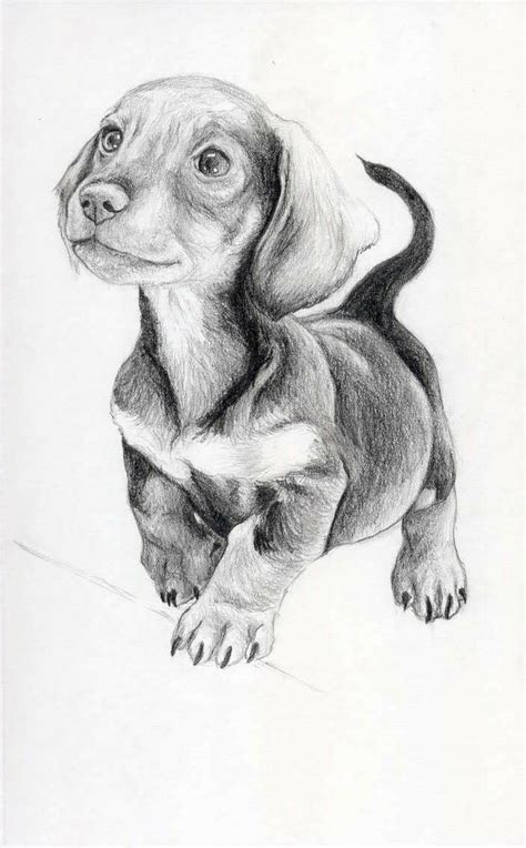 How To Draw A Dachshund Face