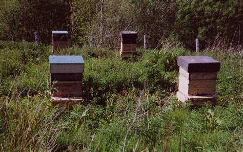 Smith Hives Aberdeen And District Beekeepers Association Scio