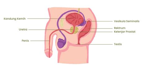 3 Masalah Prostat Yang Umum Terjadi Pada Pria