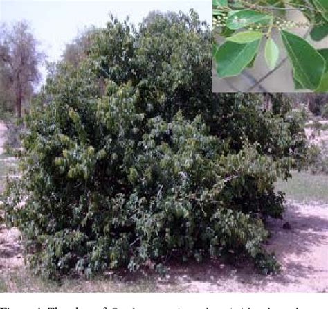 Figure 1 From Effect Of Combretum Micranthum Methanol Leaf Extract Against Exposure To Lead On