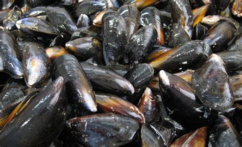 Scottish Shellfish Group Opens Plant Undercurrent News