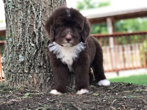 Newfypoo Newfoundland Poodle Mix Info Pics Facts Puppies Artofit