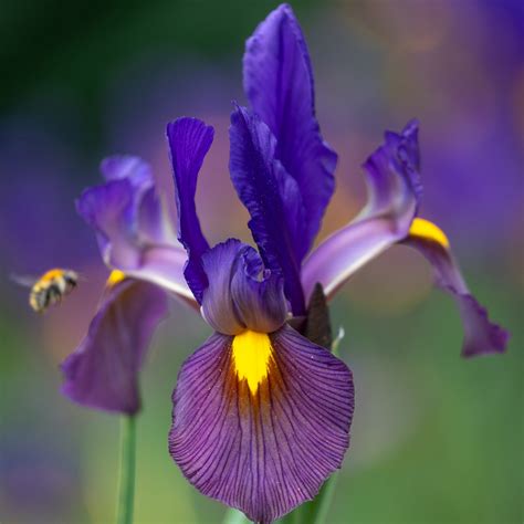 Īris Tigereye Dārznieces Veikals