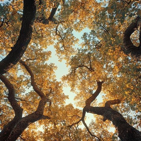 A Canopy Of Oak Trees Stretches Overhead Their Leaves A Tapestry Of