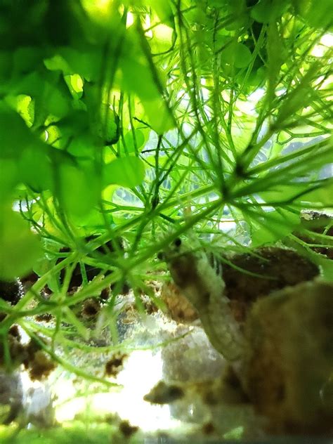 Dwarf Brazos Crayfish Cambarellus Texanus British Columbia Aquarium