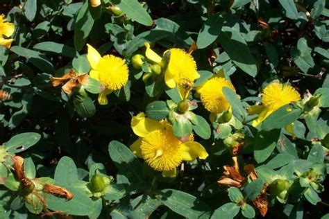 Hypericum Frondosum Sunburst Kiefer Nursery Trees Shrubs Perennials