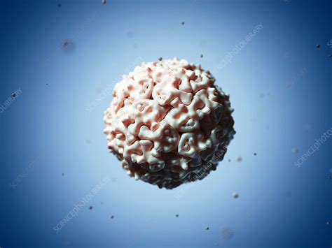 Densovirus Particle Artwork Stock Image F0078052 Science Photo