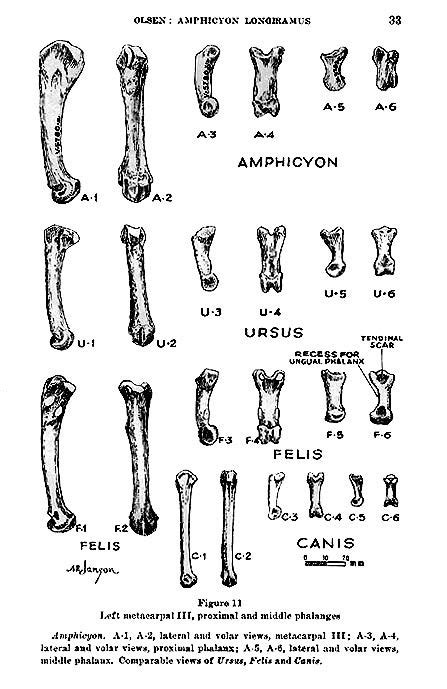 Carnivore Toe Bone Identification