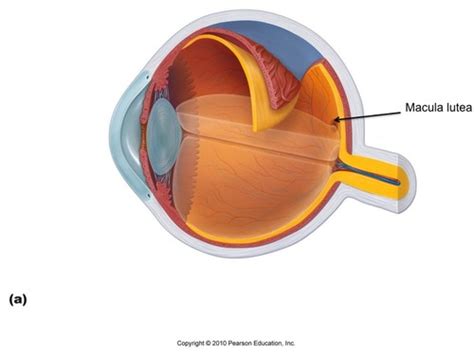 Macula Lutea