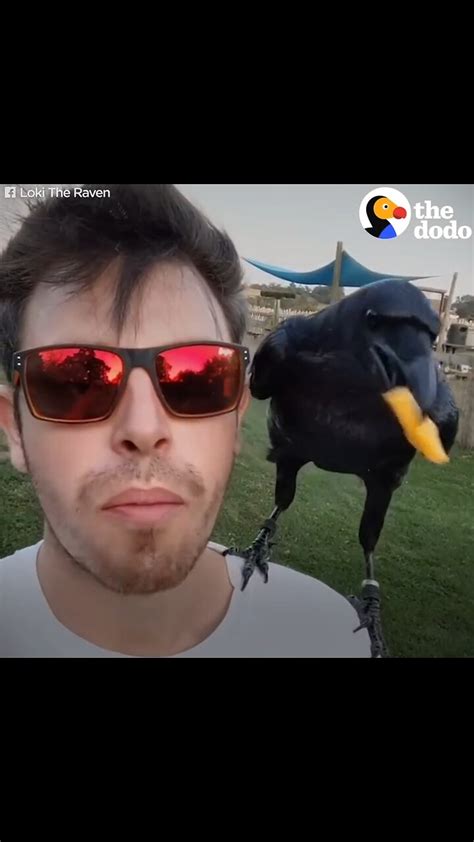 Raven Shakes His Tail Feathers Every Time He Sees Dad