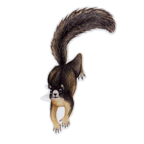 Shermans Fox Squirrel Vinyl Sticker Kate Dolamore Art