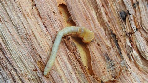 Longicorn Beetle Larvae Found While Splitting Firewood Ob… Flickr