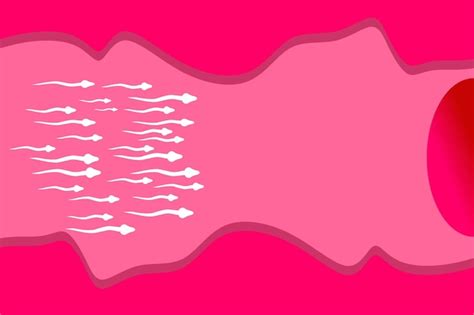 Premium Vector Sperm Vector Illustration