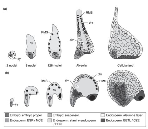 Embryo Development Of Dicot And Monocot Embryo Biology Notes Online