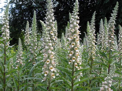 Digitalis Lanata Ehrh Colombian Plants Made Accessible