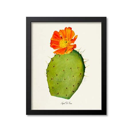 Nopal De Cerro Art Print Botanical Art Print Cactus Wall Art Cactus