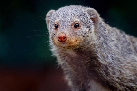 Premium Photo Banded Mongoose Close Up Mungos Mungo