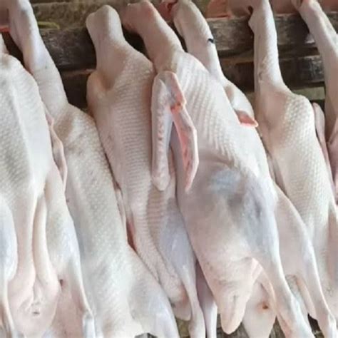 Jual Bebek Pekinghibrida Segar Shopee Indonesia