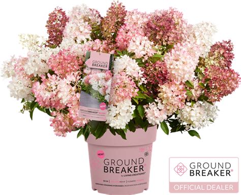 The Worlds First Groundcover Panicle Hydrangea Groundbreaker