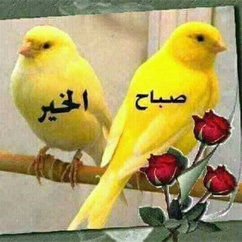 ام التيمان التيمان Omdurman