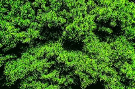 Premium Photo Full Frame Shot Of Trees Growing In Forest