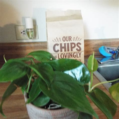 Dscf4775 Emily Ebert Flickr